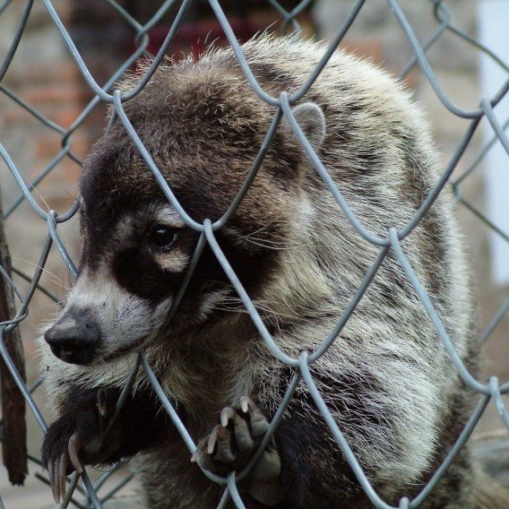 Quando o código cheira mal - Abapinho